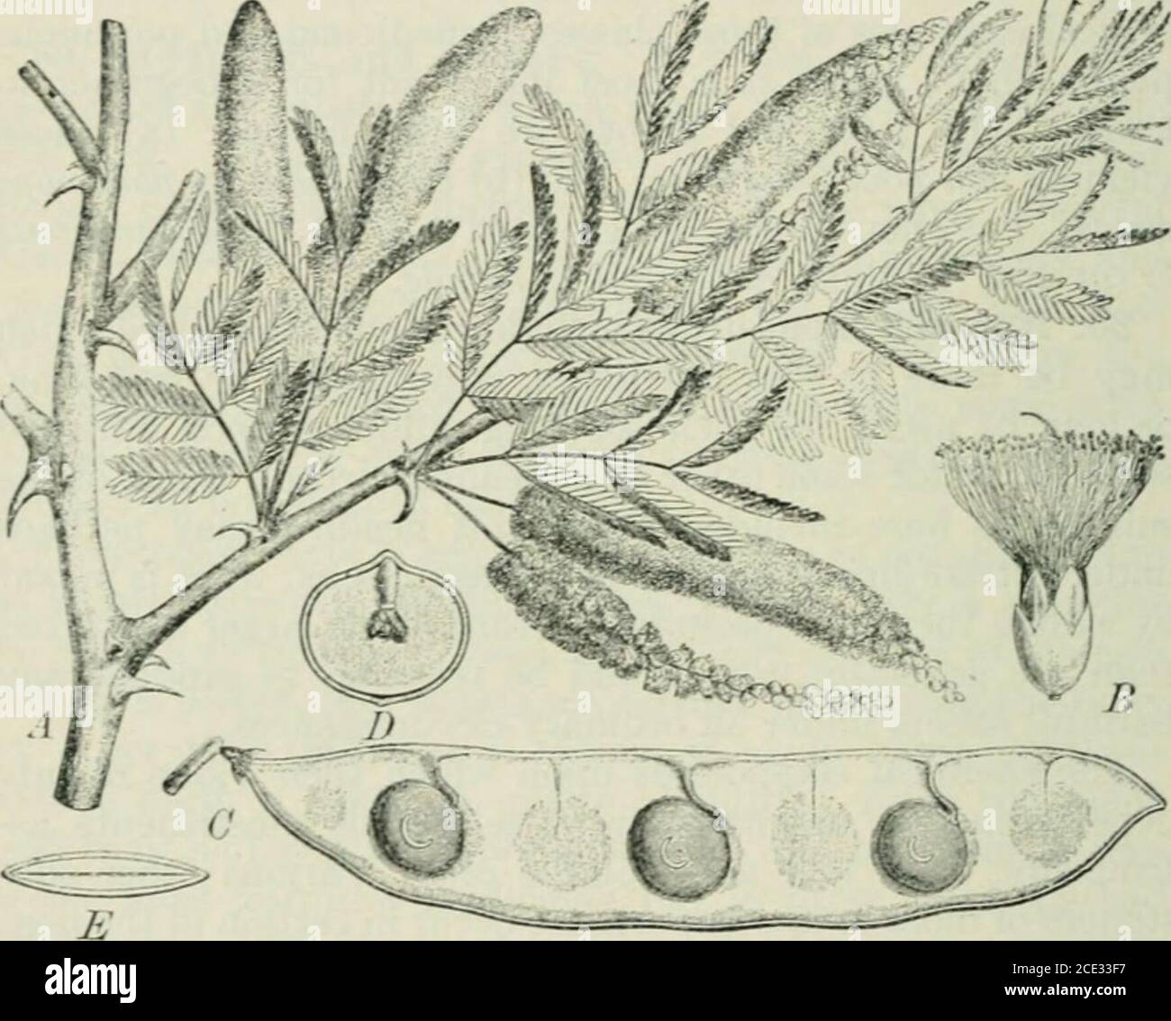 Irish elm hi-res stock photography and images - Alamy