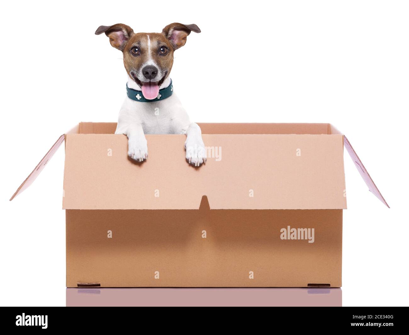 moving box dog Stock Photo - Alamy