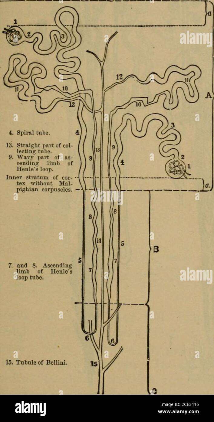 Renalartery hi-res stock photography and images - Alamy