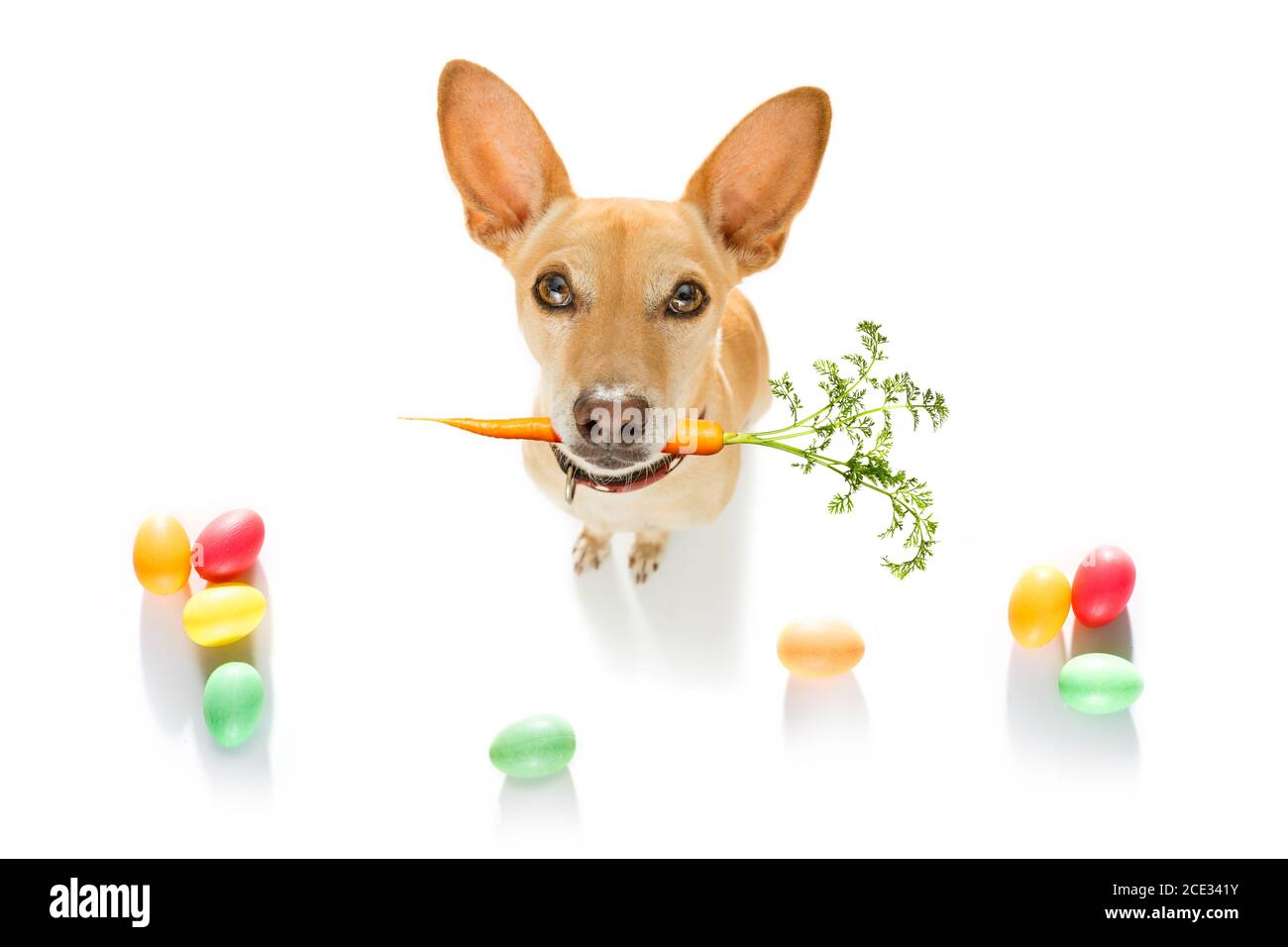easter bunny dog Stock Photo - Alamy