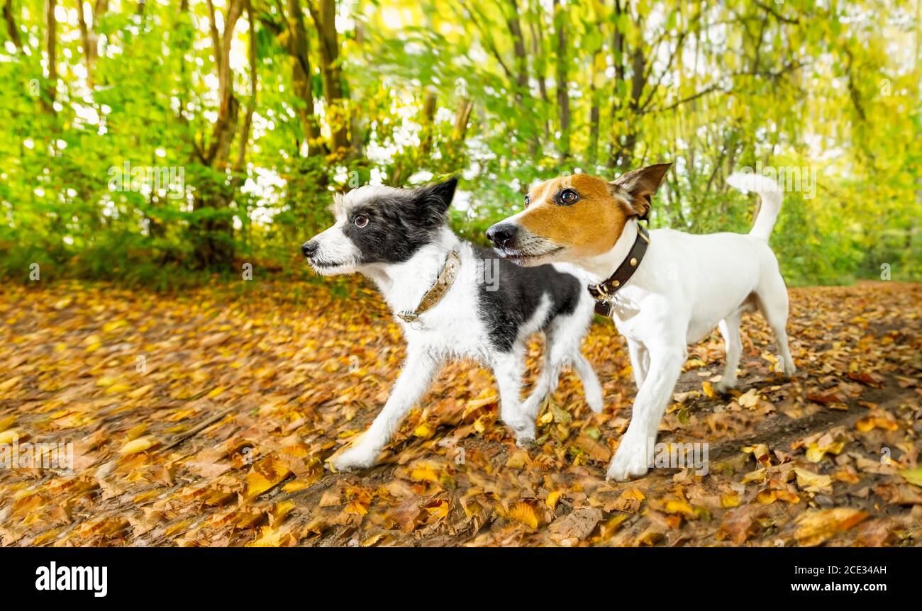 dogs running or walking in autumn Stock Photo - Alamy