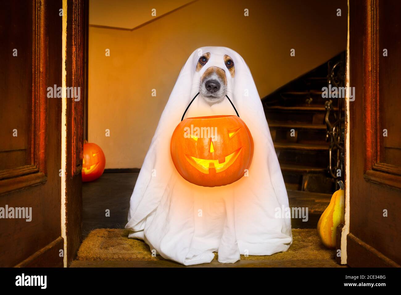 halloween ghost dog trick or treat Stock Photo - Alamy