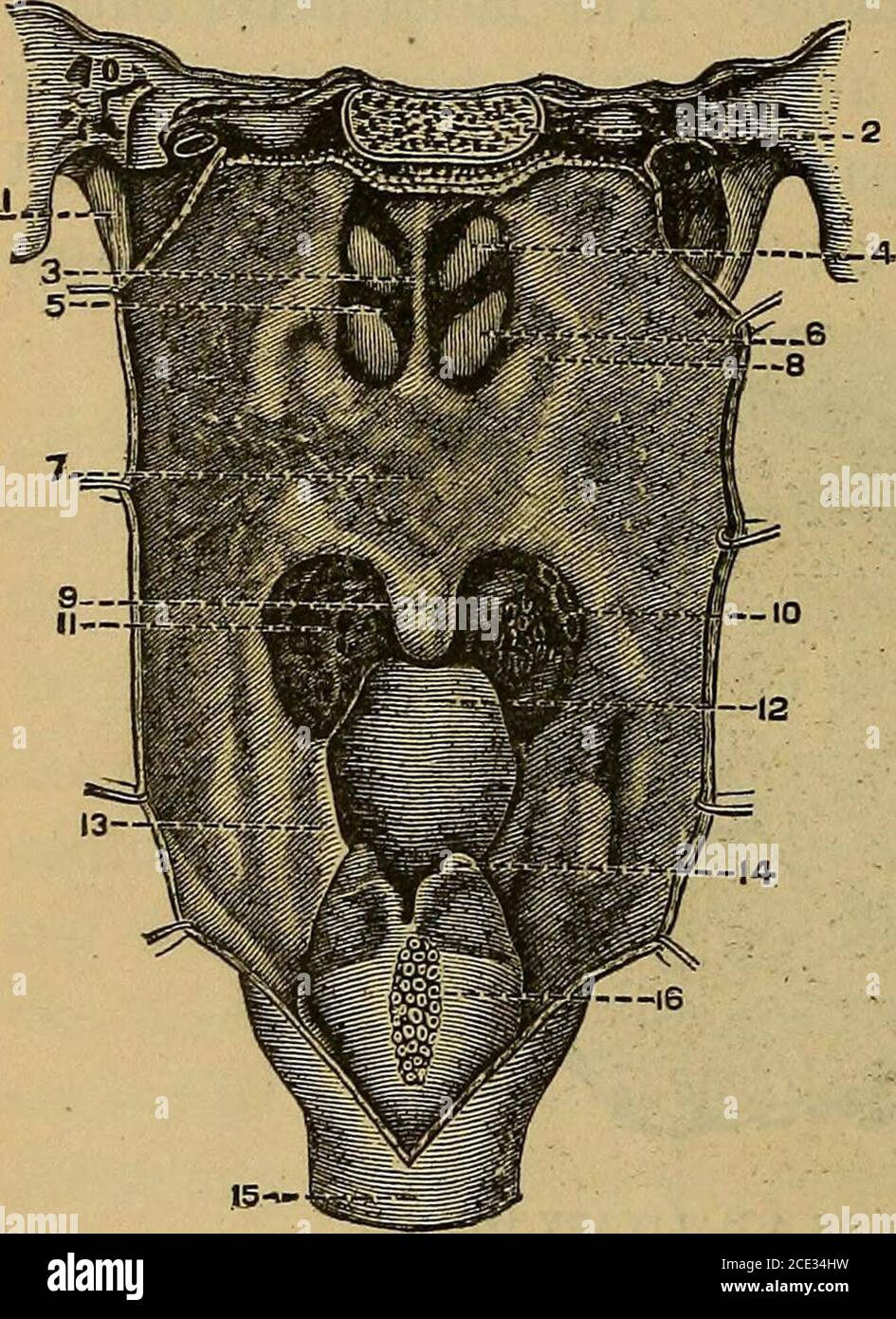 Inferior maxillary bone hi-res stock photography and images - Alamy