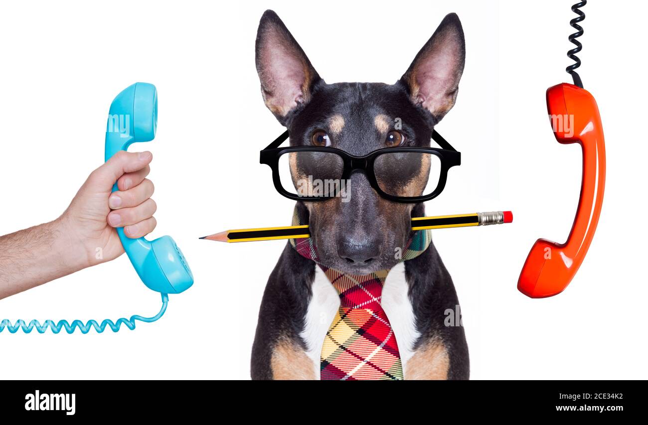 business boss dog Stock Photo - Alamy
