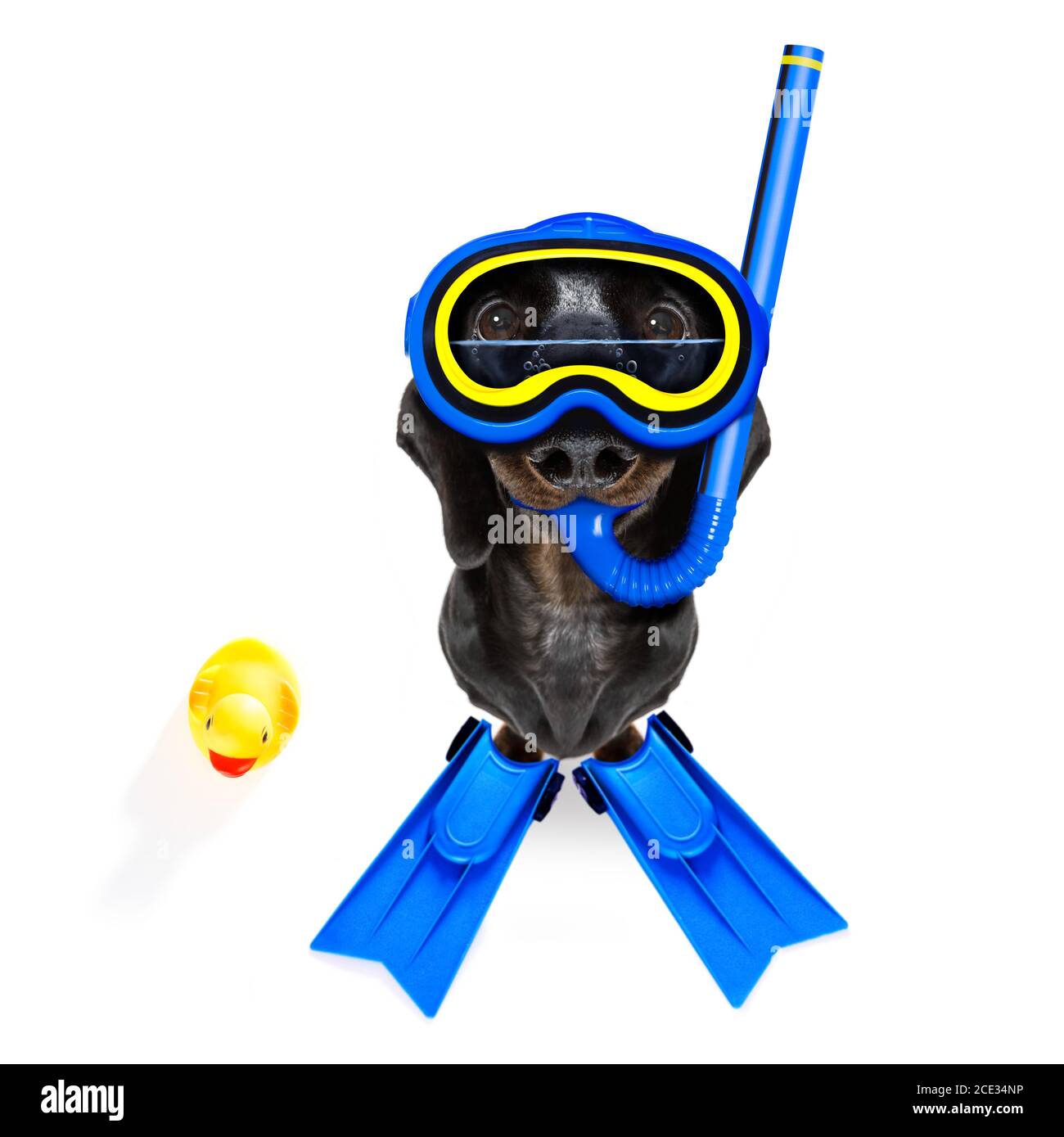 scuba diving dog Stock Photo - Alamy