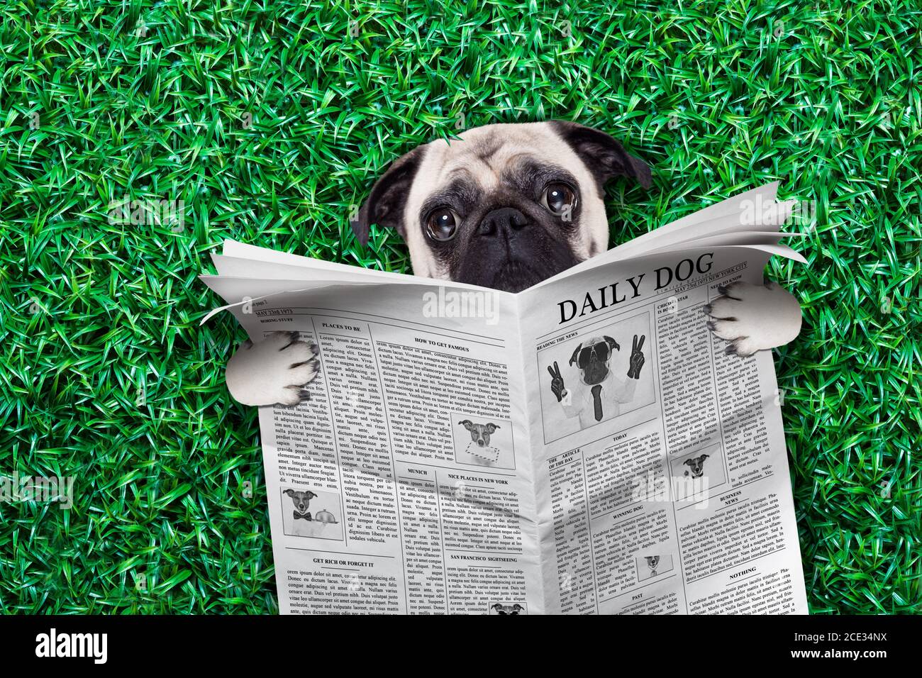 cool pug dog Stock Photo - Alamy