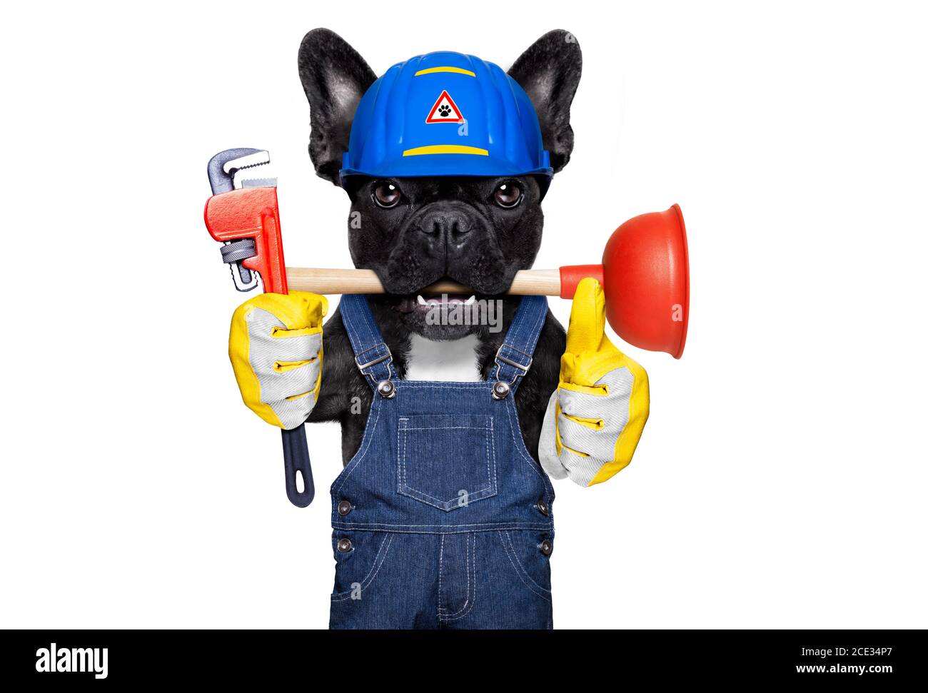 plumber dog with plunger Stock Photo - Alamy