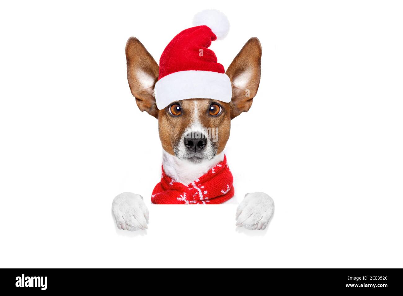 christmas santa claus dog Stock Photo - Alamy