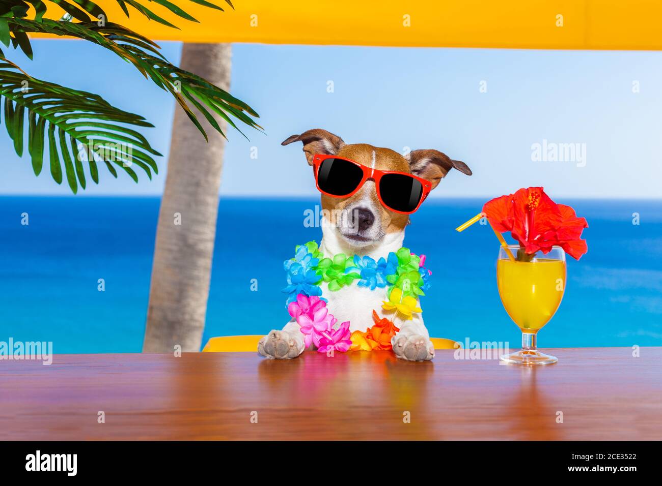 Drunk dog hi-res stock photography and images - Alamy