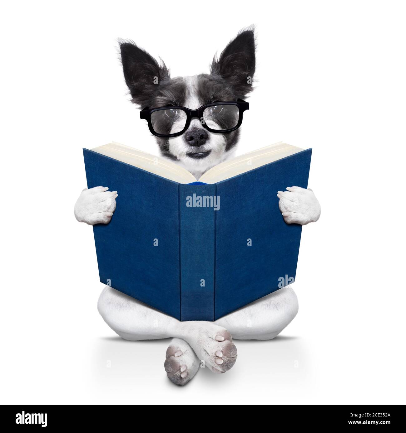 dog reading a book Stock Photo - Alamy