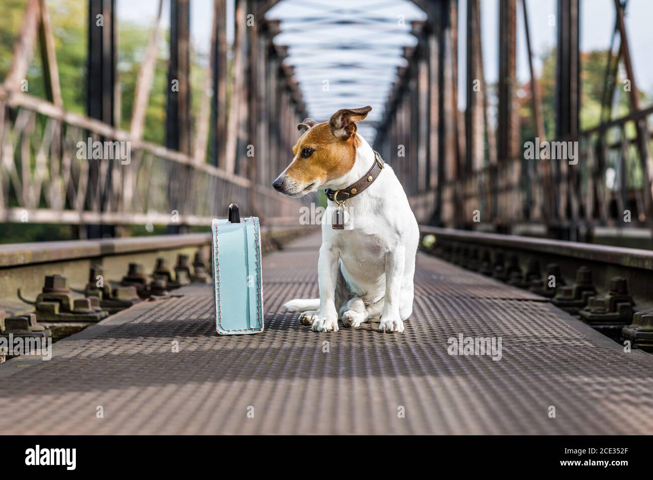 lost and homeless abandoned dog Stock Photo - Alamy