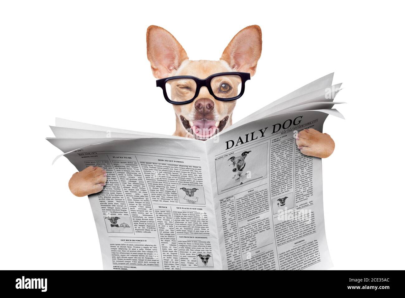 dog reading newspaper Stock Photo - Alamy