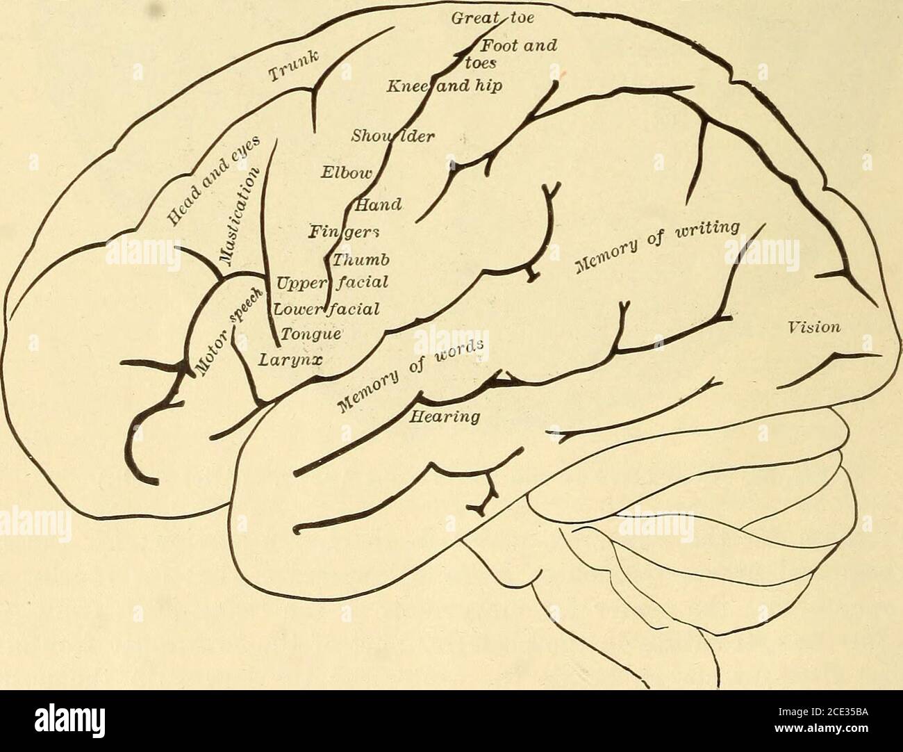 Right Parietal Convexity