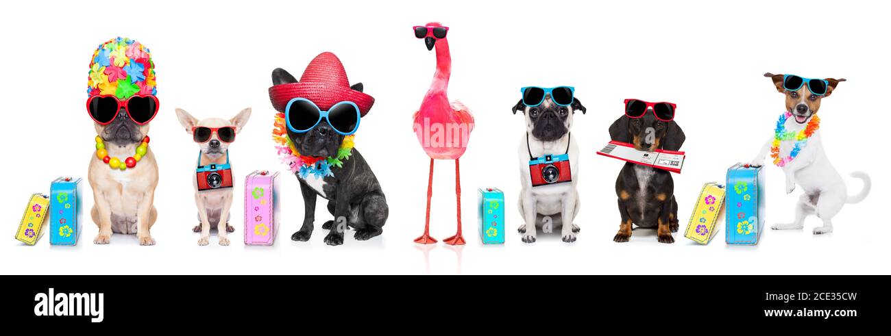row of dogs on summer vacation Stock Photo - Alamy