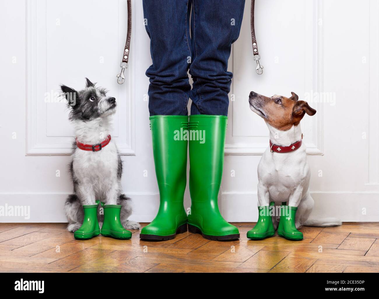 two dogs and owner Stock Photo - Alamy