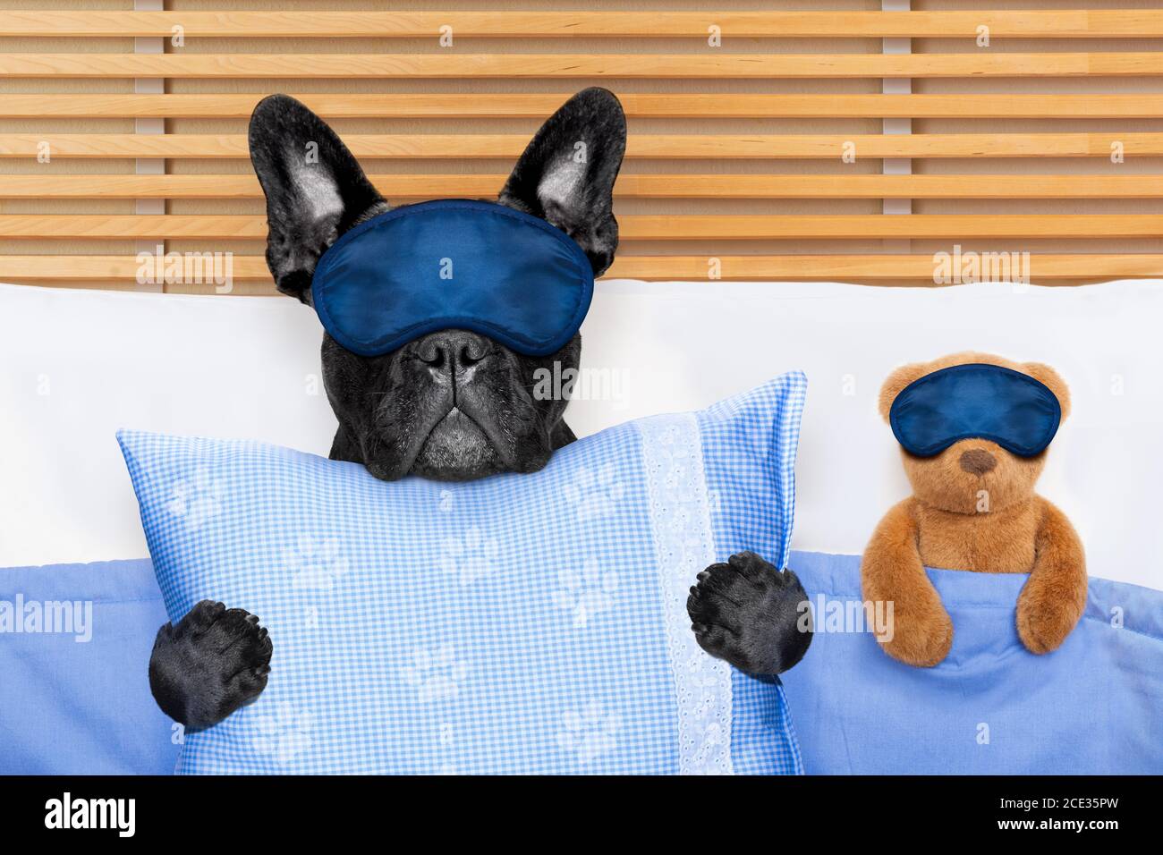 dog sleeping in bed Stock Photo - Alamy