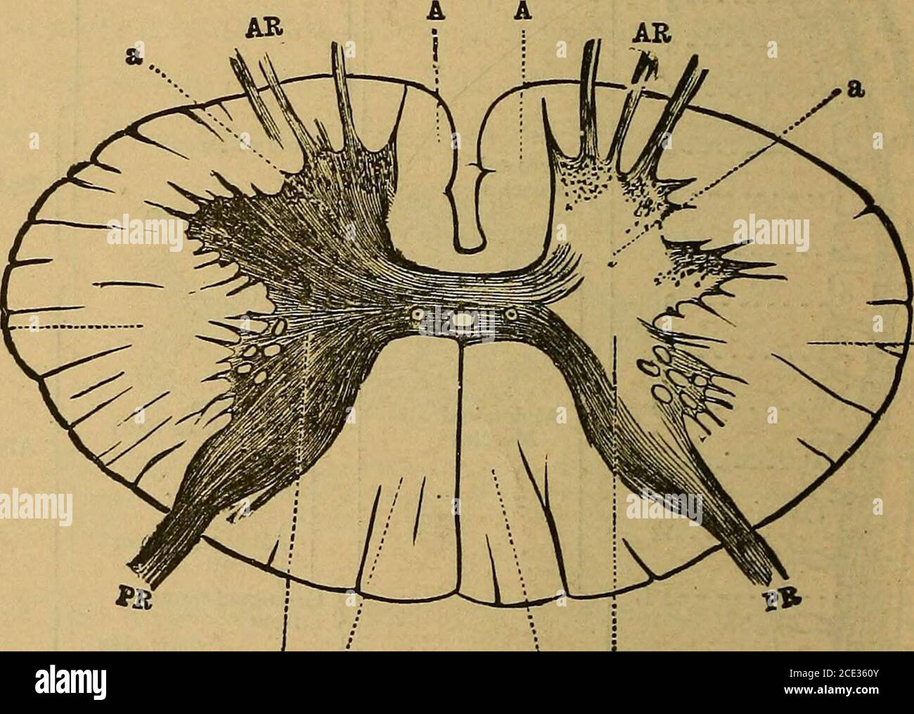 Buttock anatomy hi-res stock photography and images - Alamy