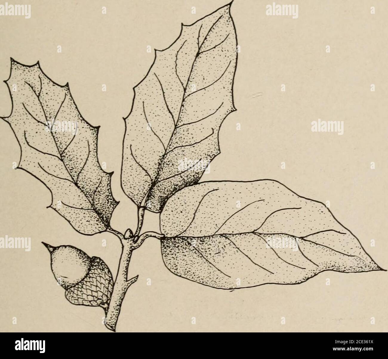 Quercus Virginiana Drawing