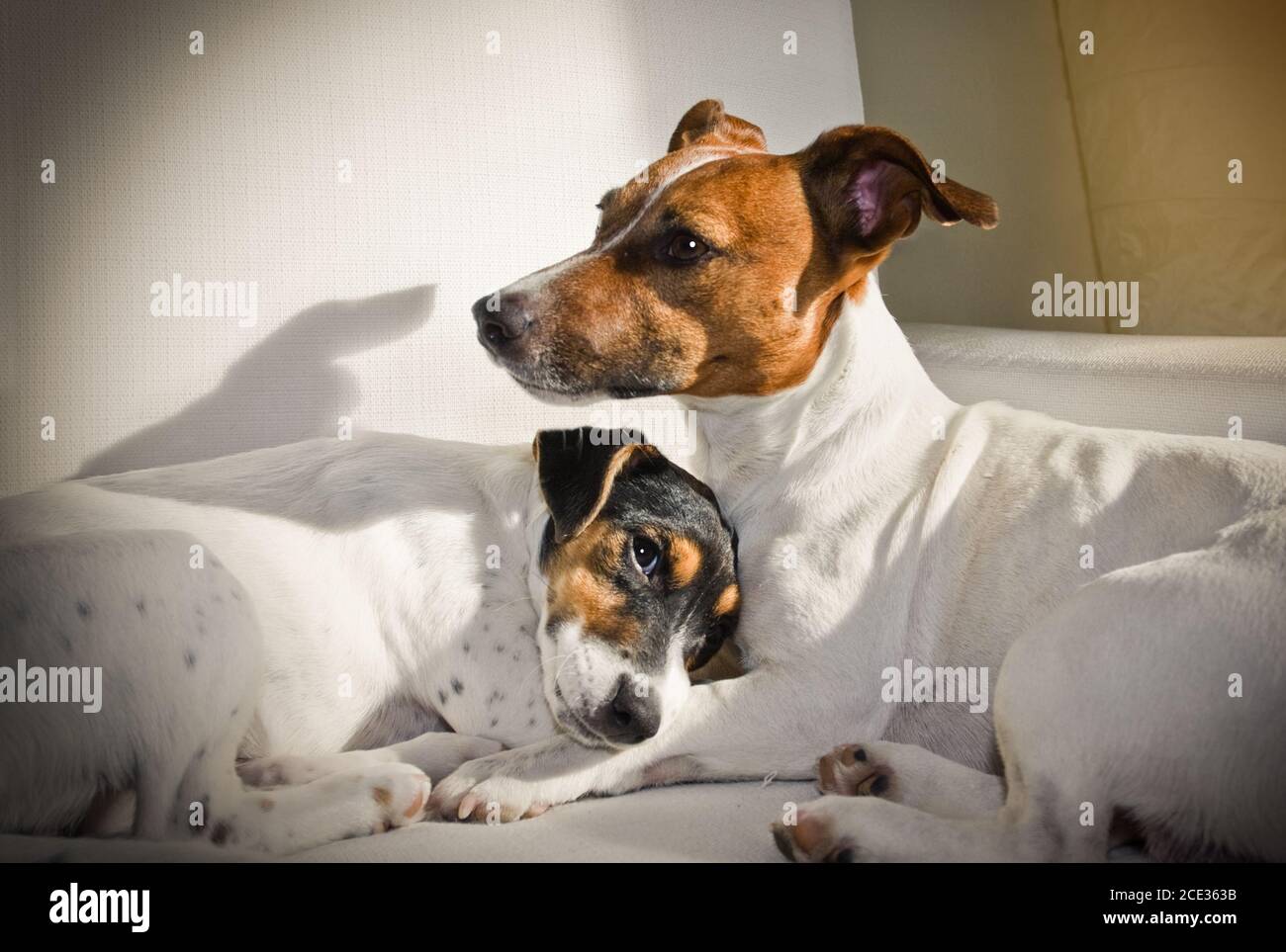 couple of two dogs in love Stock Photo - Alamy