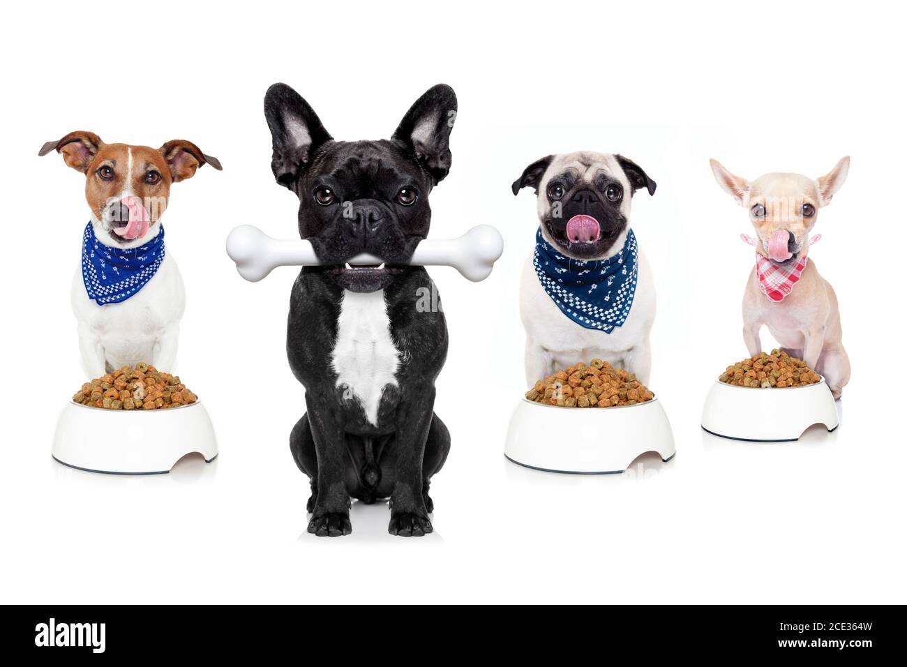 Many different dogs Cut Out Stock Images & Pictures - Alamy