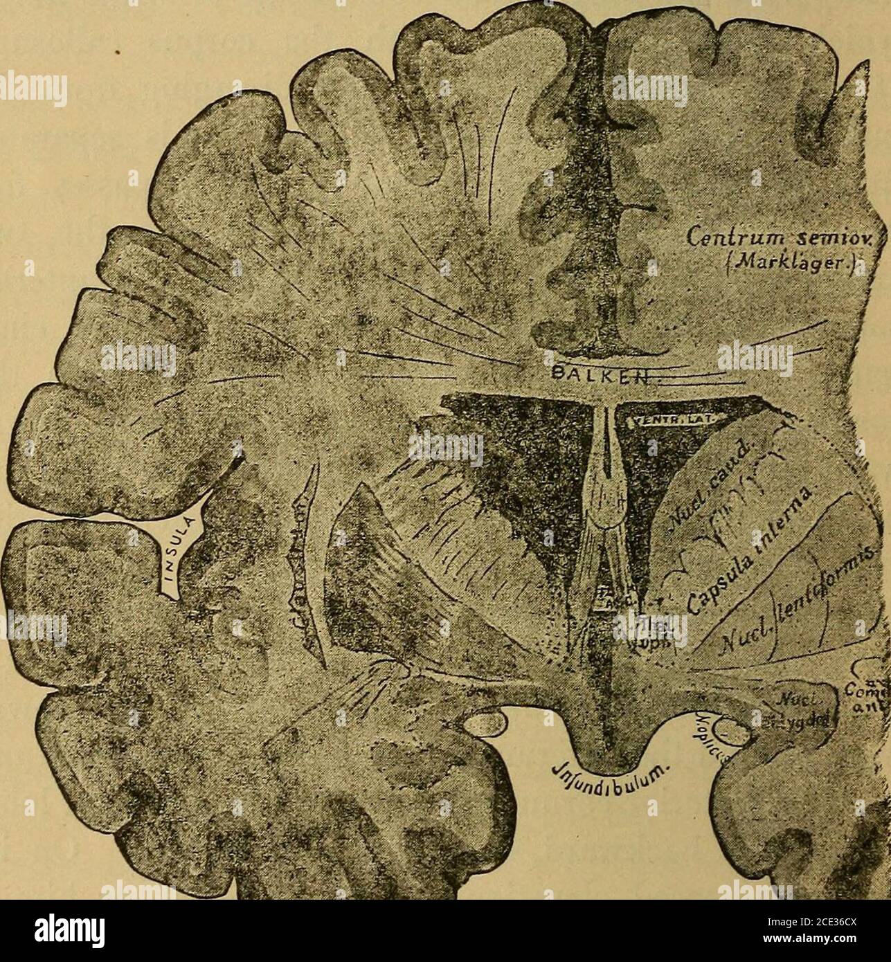 . A treatise on practical anatomy: for students of anatomy and surgery ...