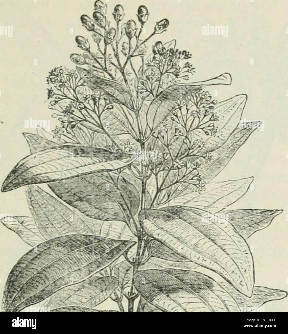 . Plants and their uses; an introduction to botany . ly, ?. p, perianth ...