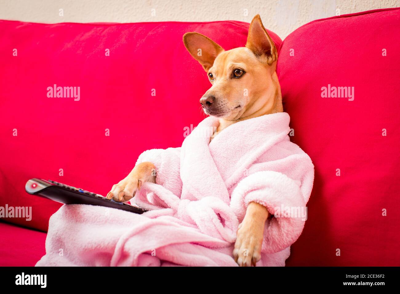 dog watching tv on the couch Stock Photo - Alamy