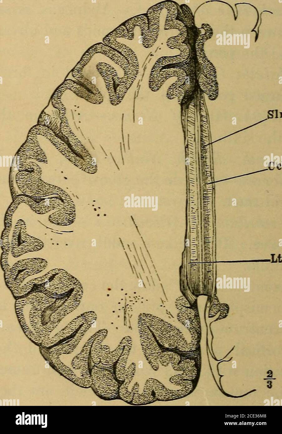 . A treatise on practical anatomy: for students of anatomy and surgery ...
