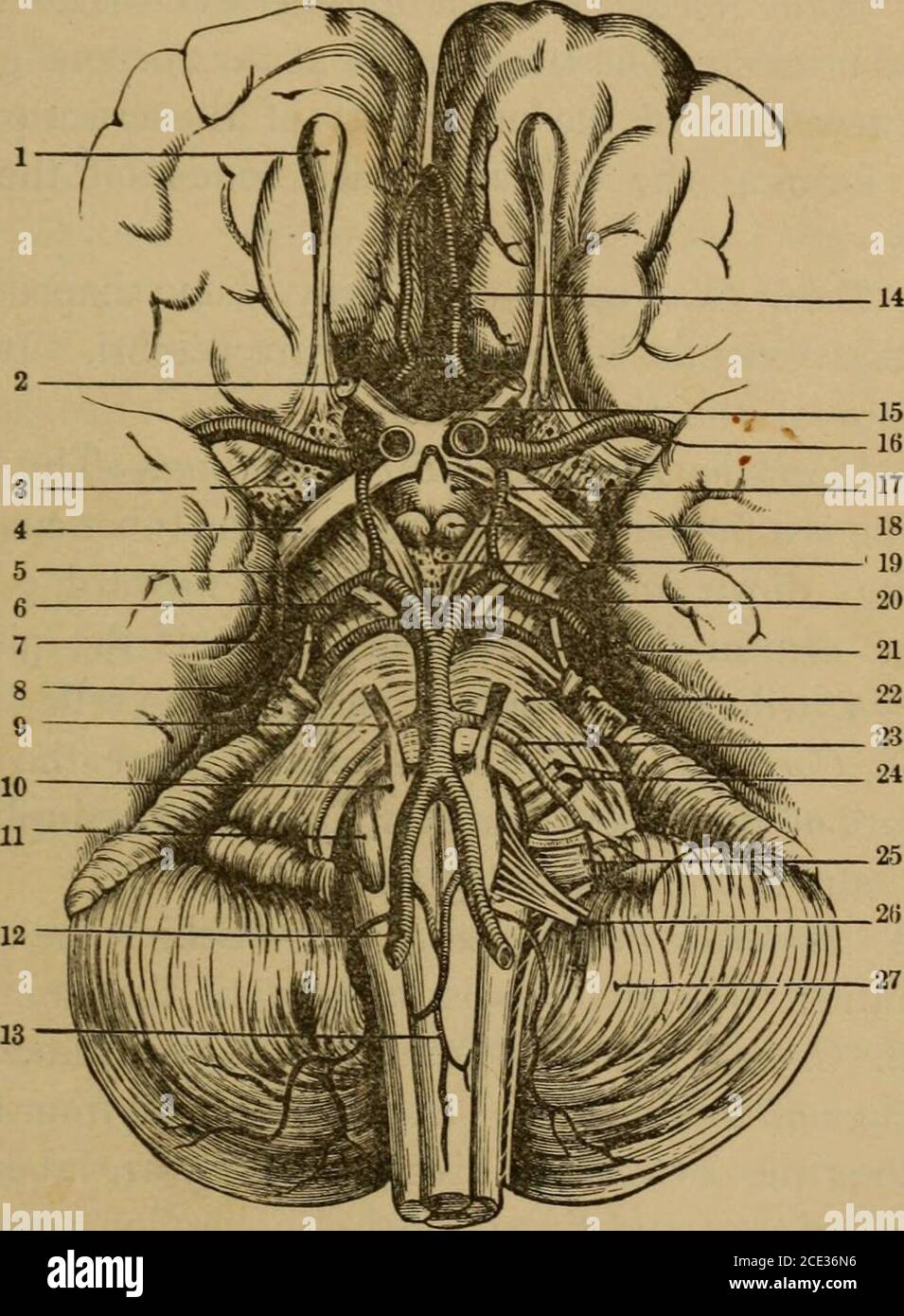 . A treatise on practical anatomy: for students of anatomy and surgery ...
