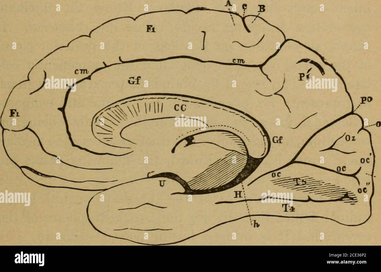 . A treatise on practical anatomy: for students of anatomy and surgery ...