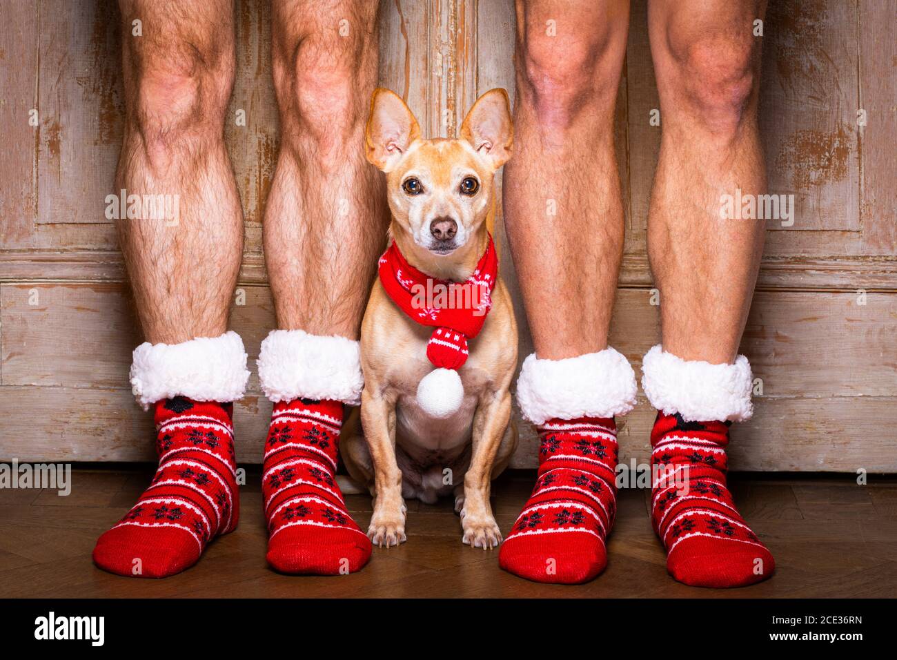 christmas santa claus dog with owners Stock Photo - Alamy