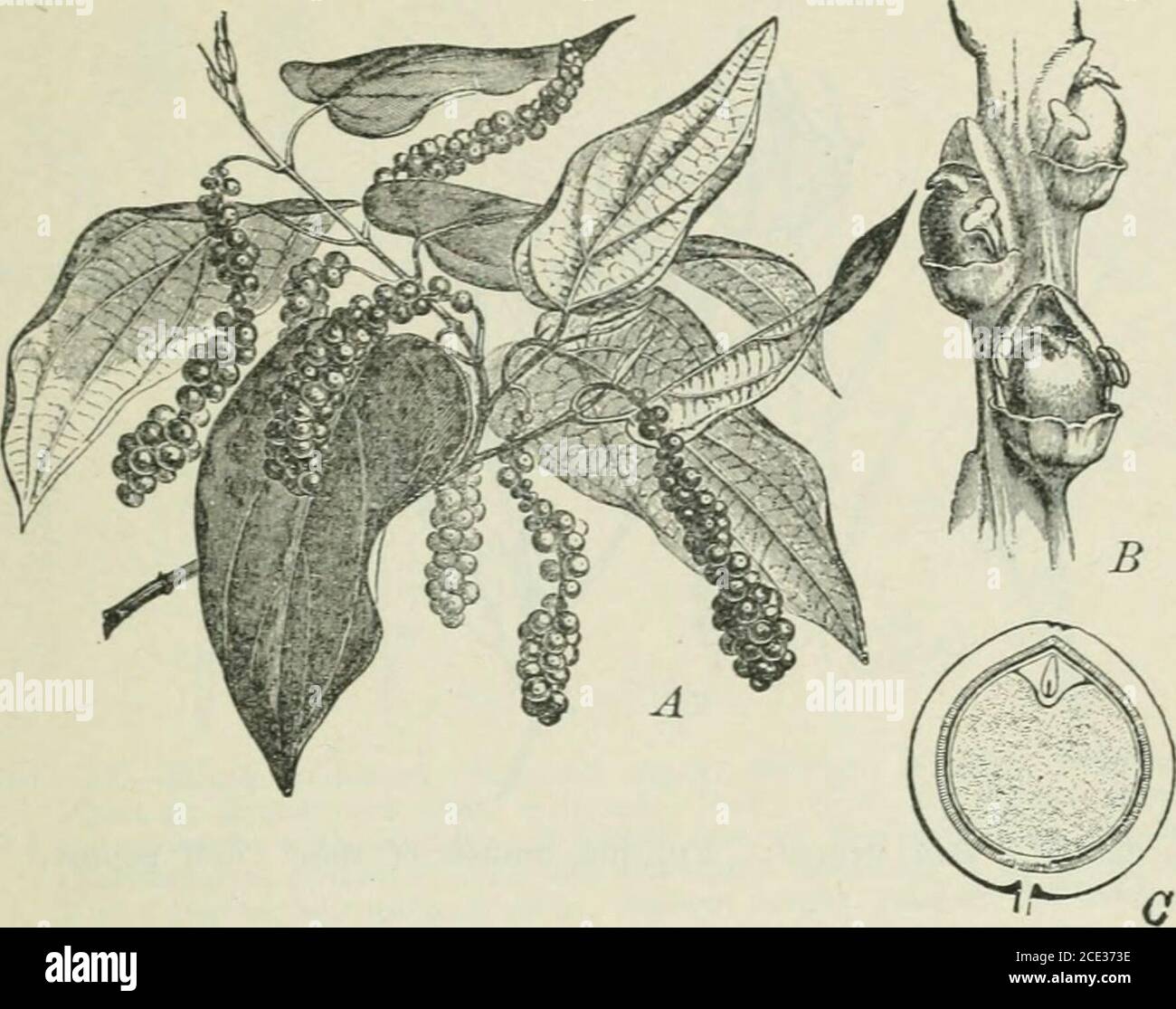 Pimento Tree High Resolution Stock Photography and Images - Alamy