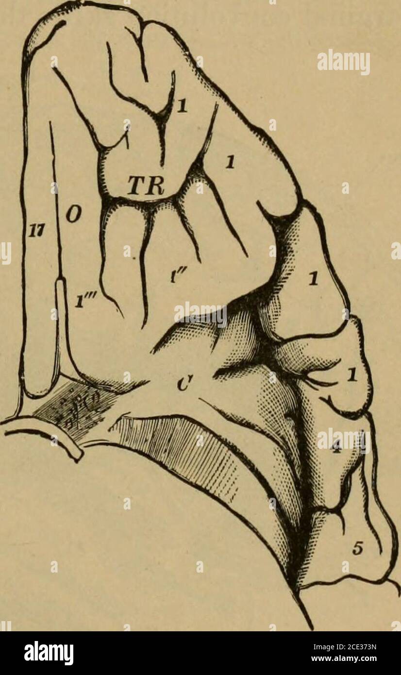 . A treatise on practical anatomy: for students of anatomy and surgery ...
