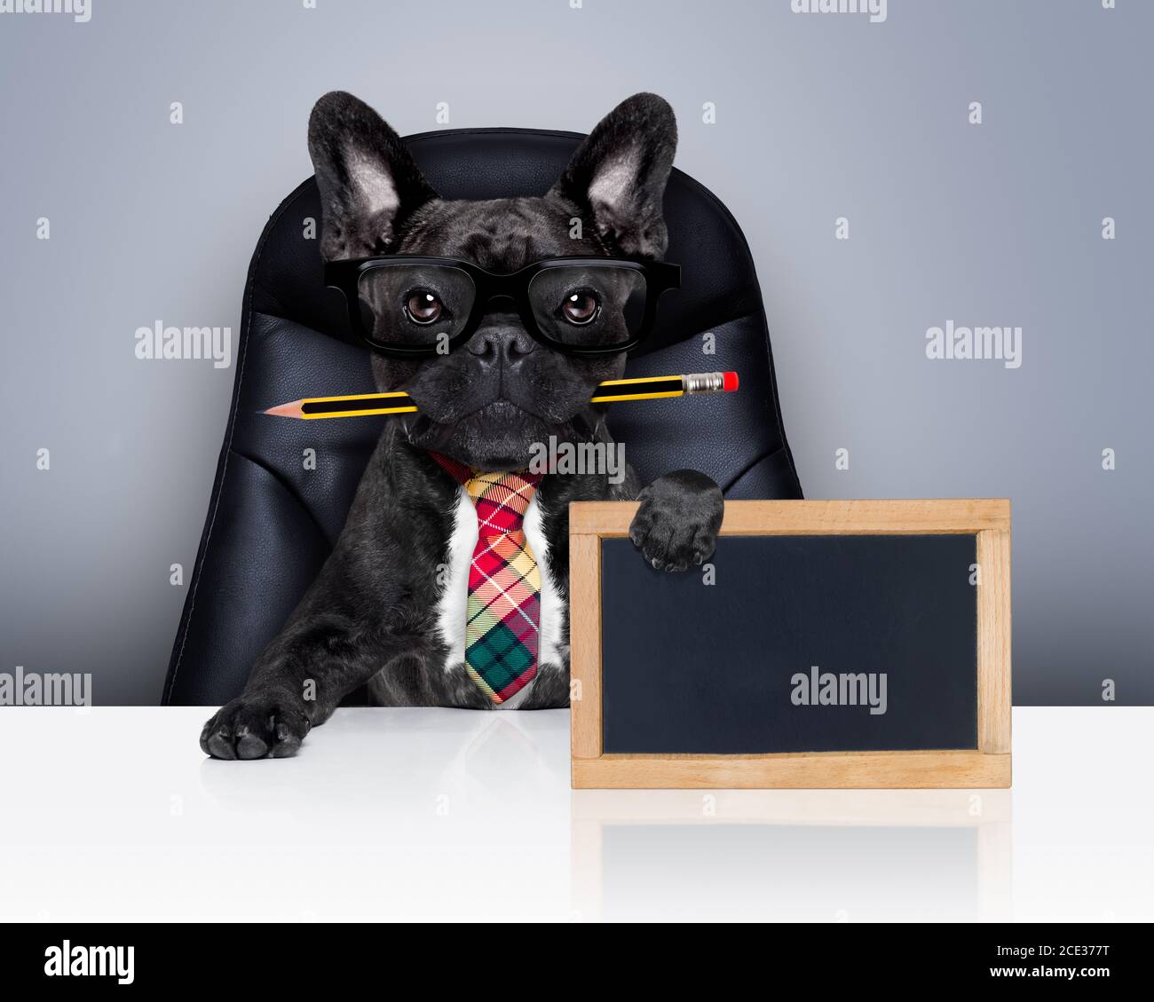 office worker boss dog Stock Photo - Alamy