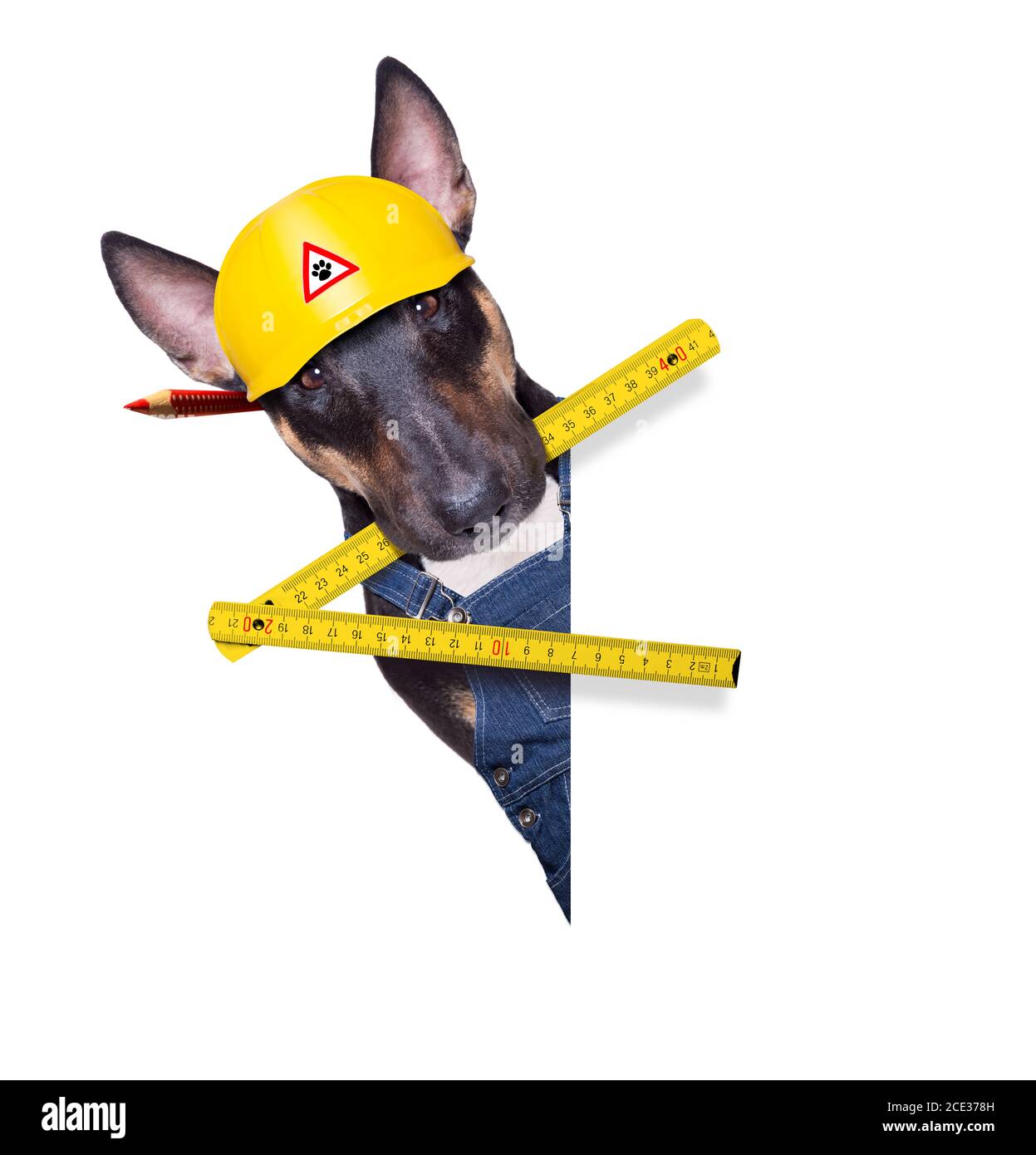 handyman dog with tool in mouth Stock Photo - Alamy