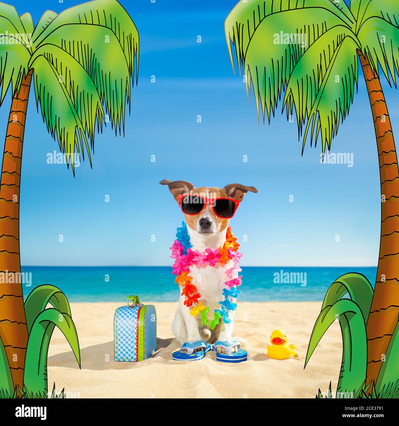 tourist dog at the beach Stock Photo - Alamy