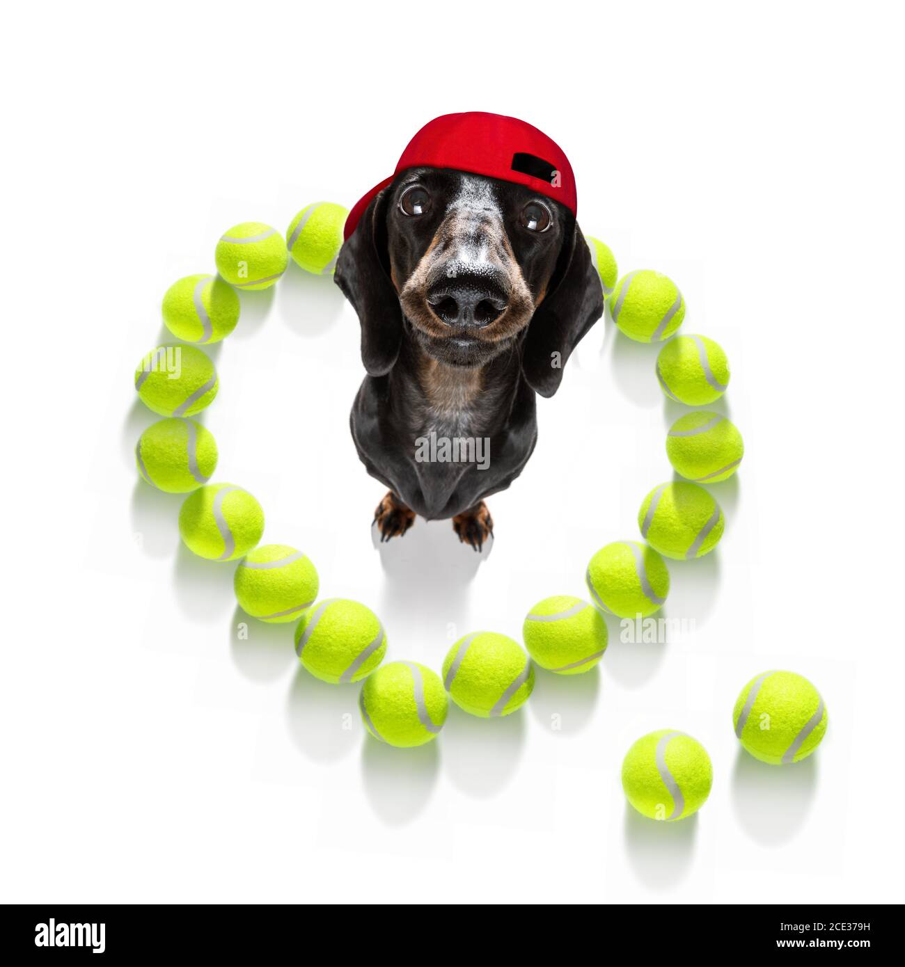 tennis tournament dog Stock Photo - Alamy
