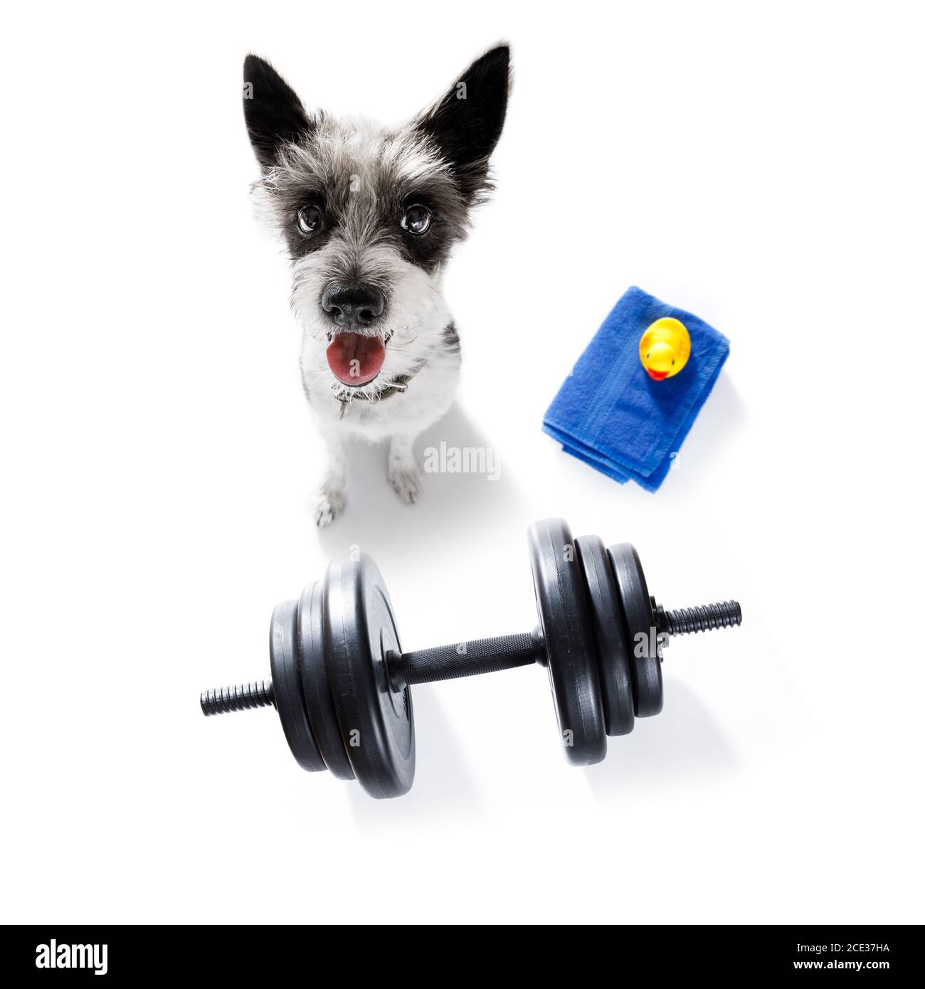 dog with dumbbell Stock Photo - Alamy