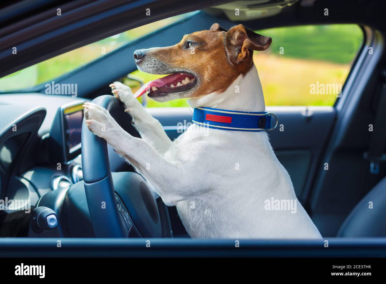 dog car steering wheel Stock Photo - Alamy