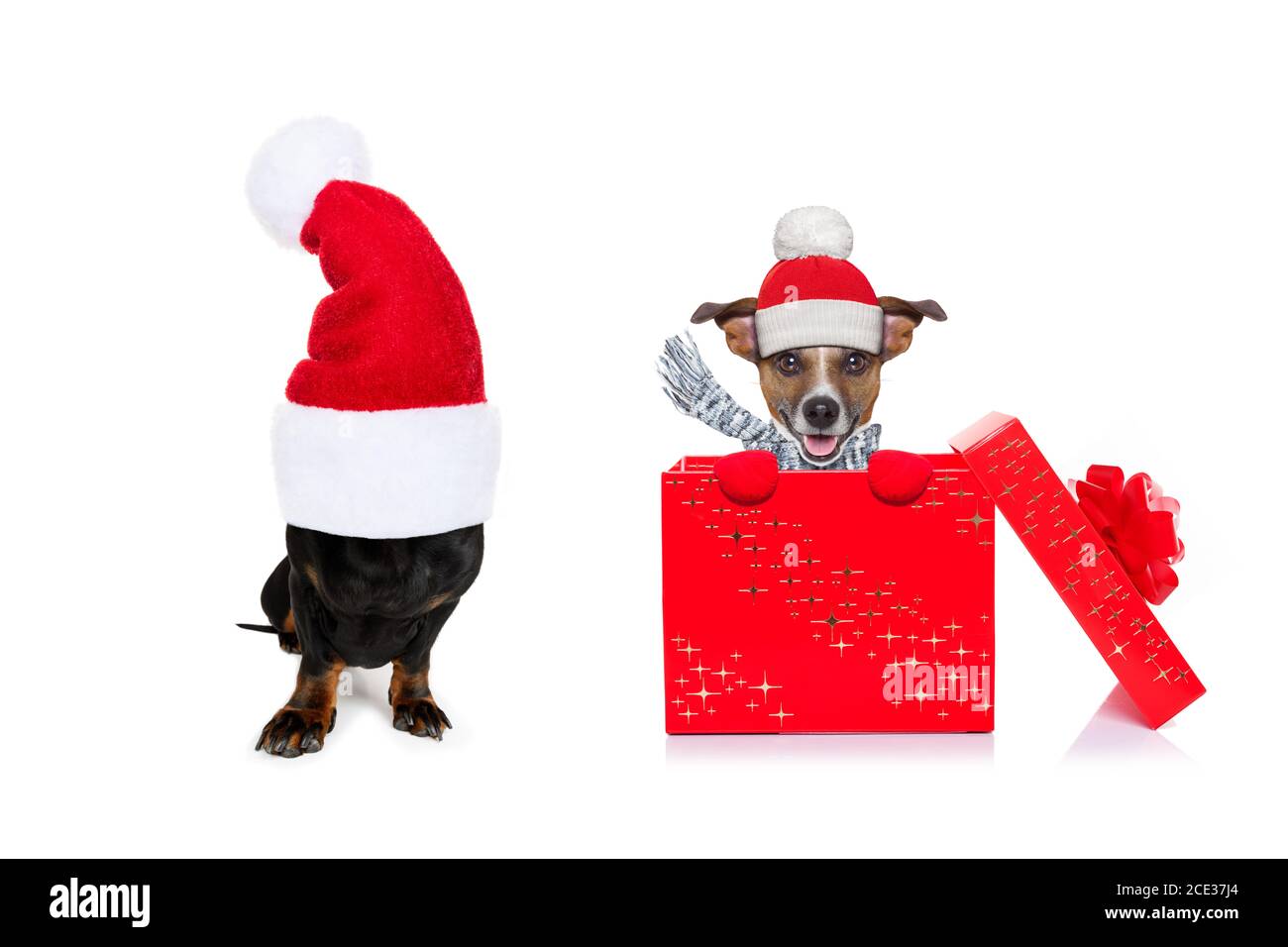christmas santa claus dog Stock Photo - Alamy
