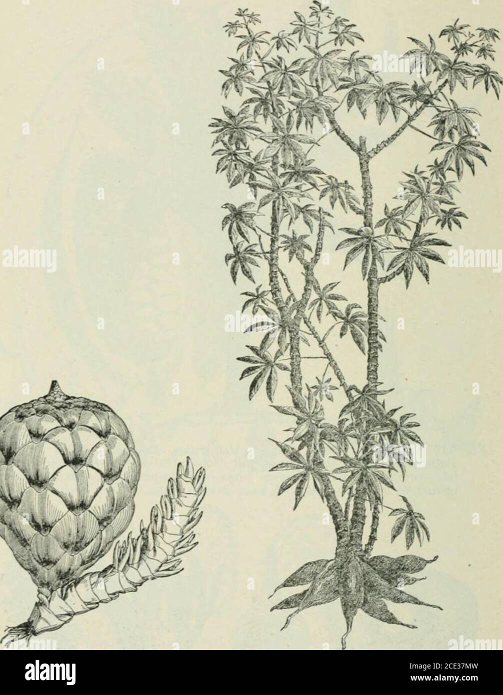 Swollen roots hi-res stock photography and images - Alamy