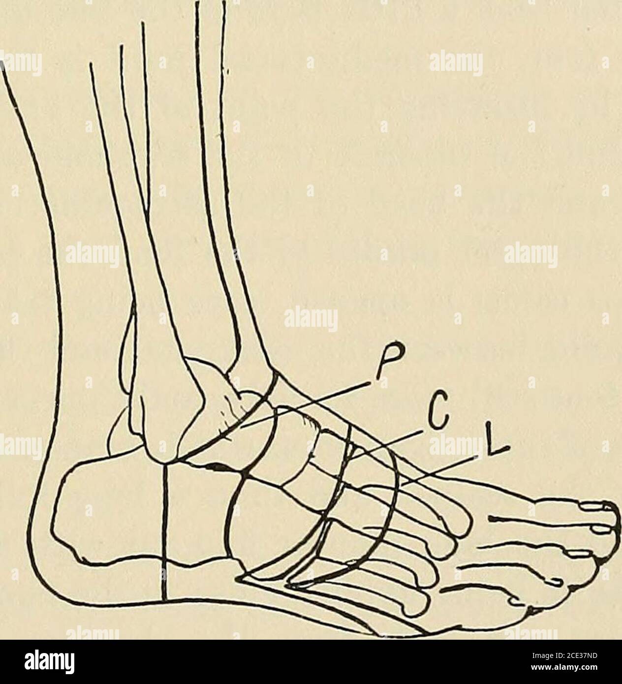 . Operative surgery, for students and practitioners . Fig. 244.—Right ...