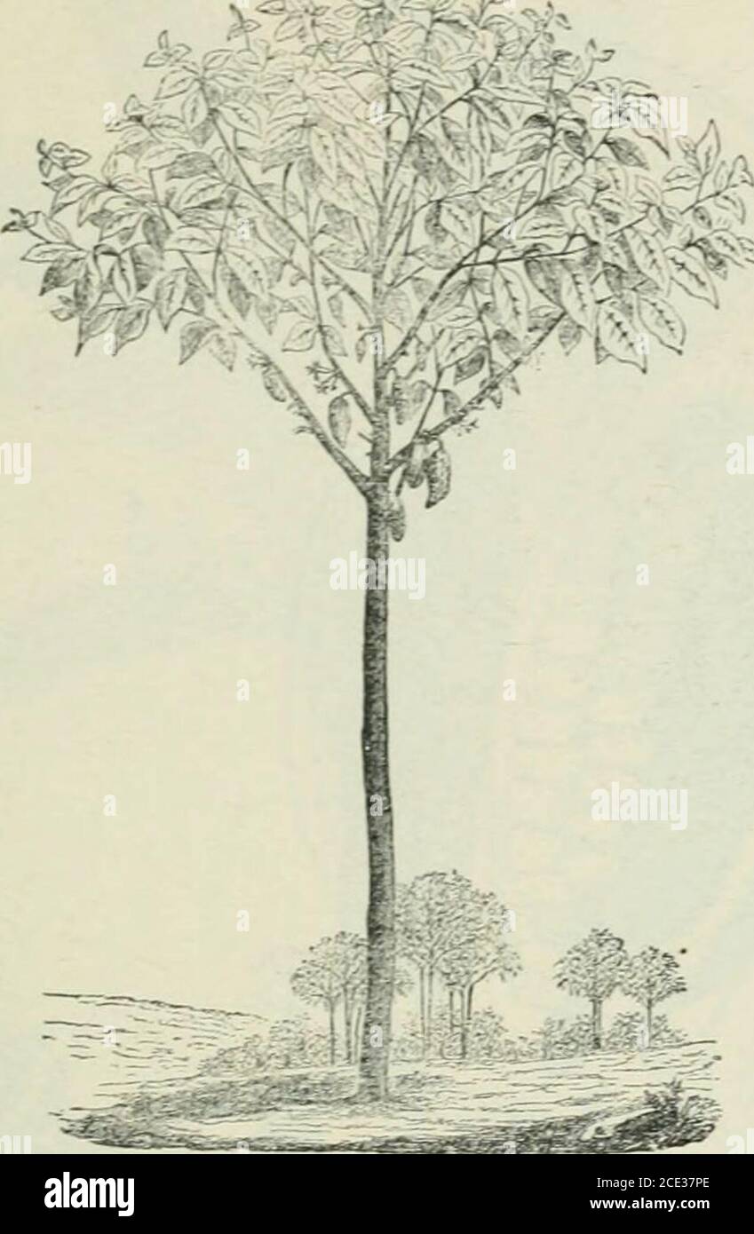 Lodicules hi-res stock photography and images - Alamy