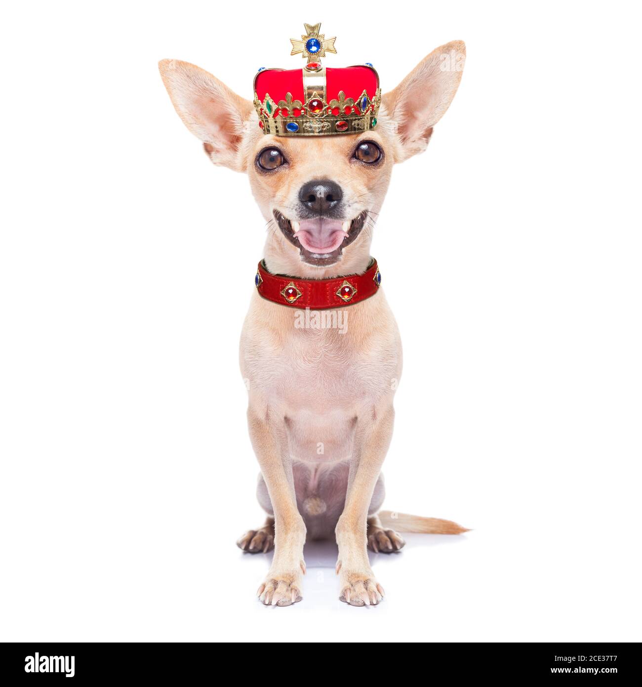 crown king dog Stock Photo - Alamy