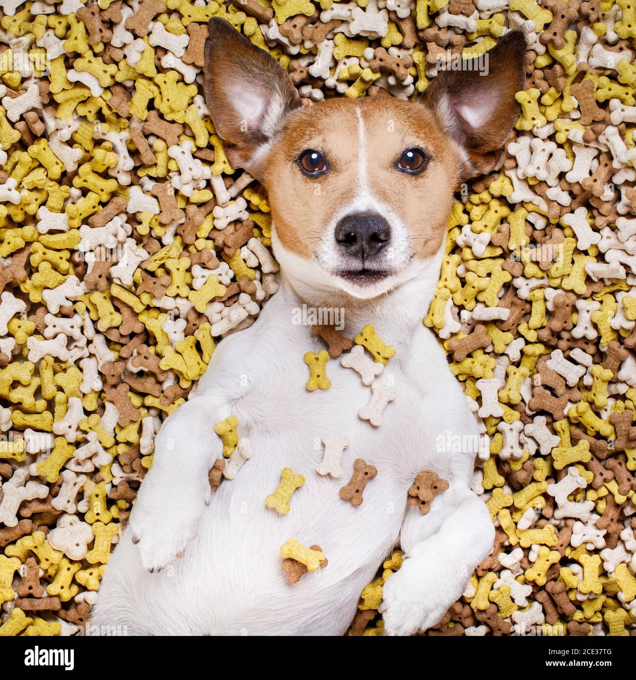 hungry dog in big food mound Stock Photo - Alamy