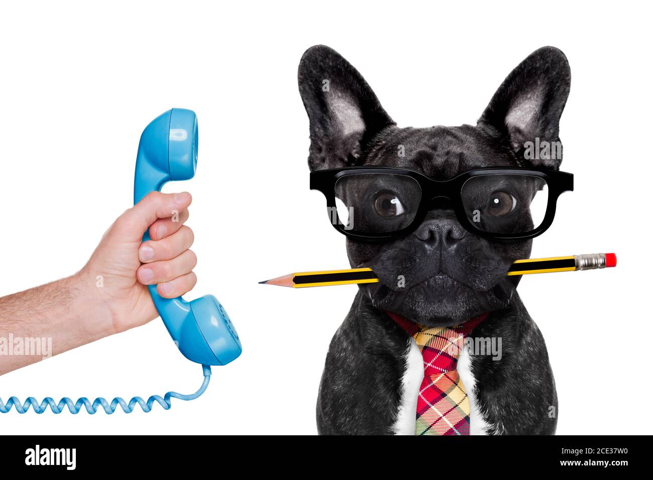 office worker dog Stock Photo - Alamy