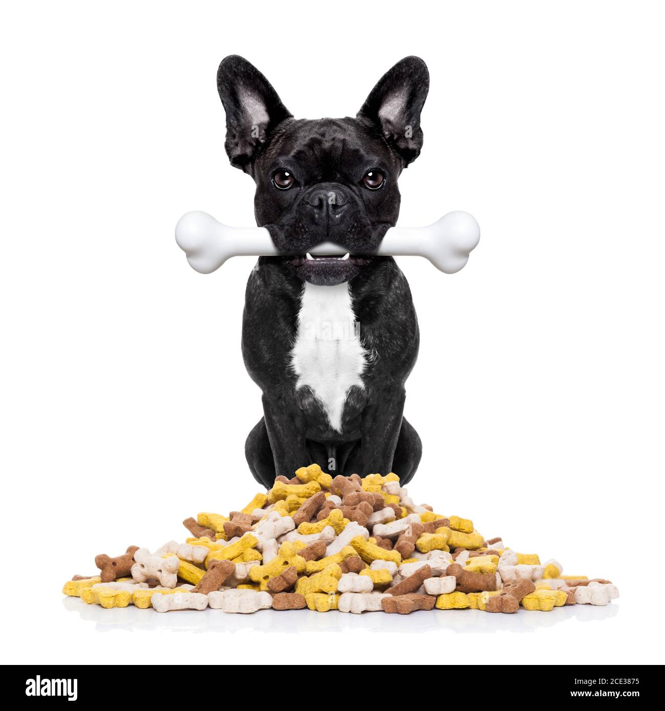 Hungry pug hi-res stock photography and images - Alamy