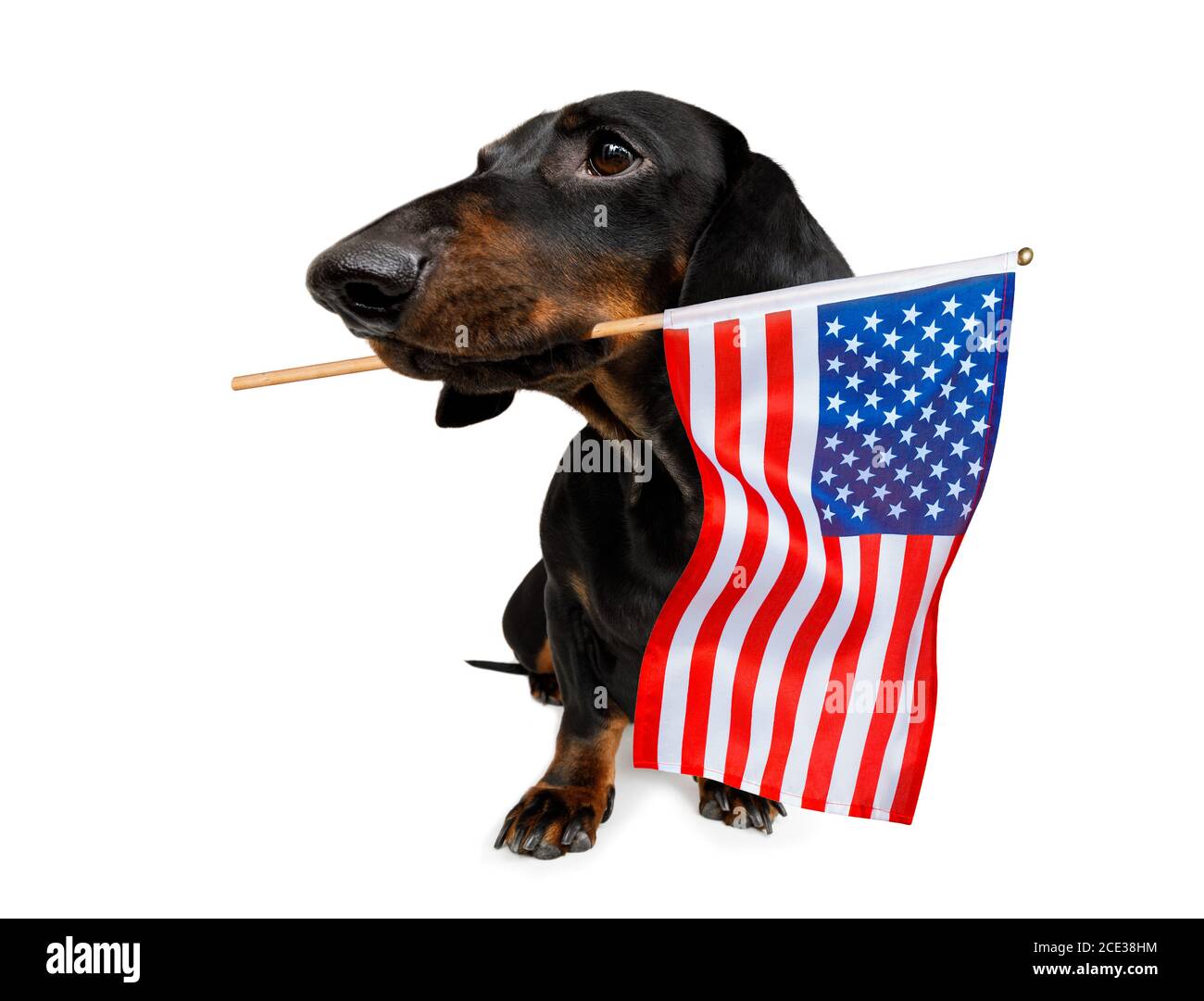 independence day 4th of july dog Stock Photo - Alamy