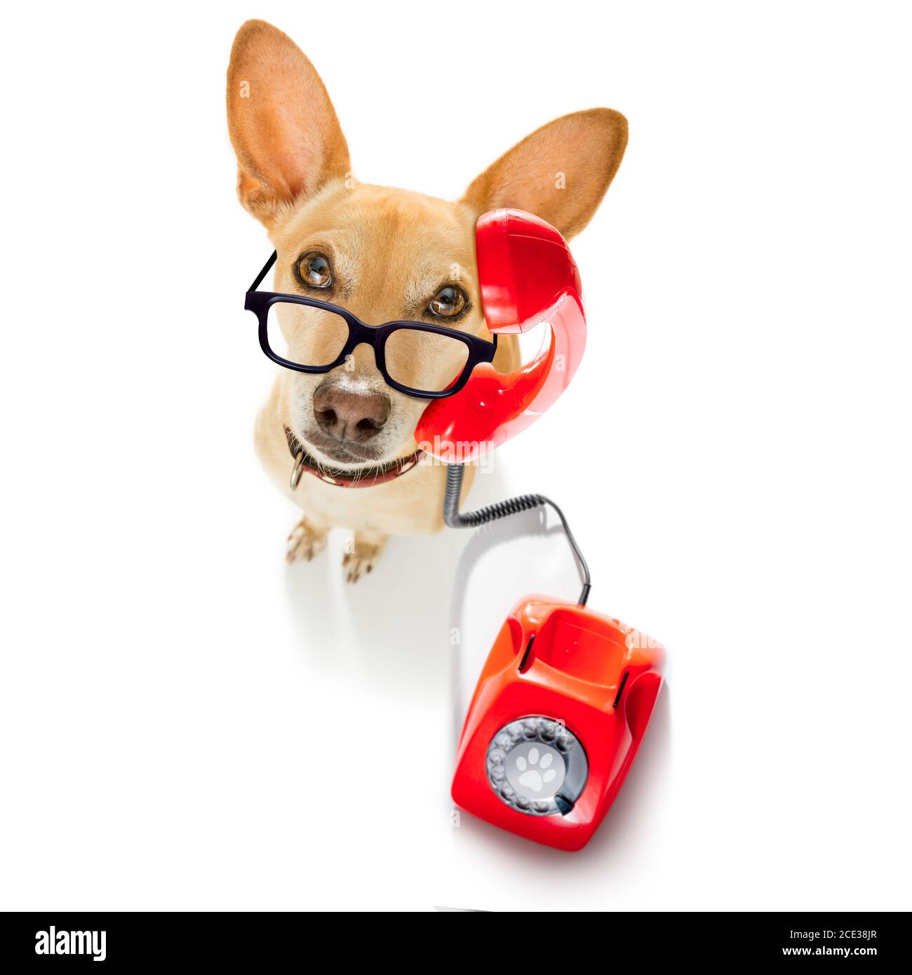 dog on the phone Stock Photo - Alamy