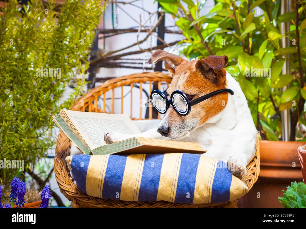 dog reading a book Stock Photo - Alamy